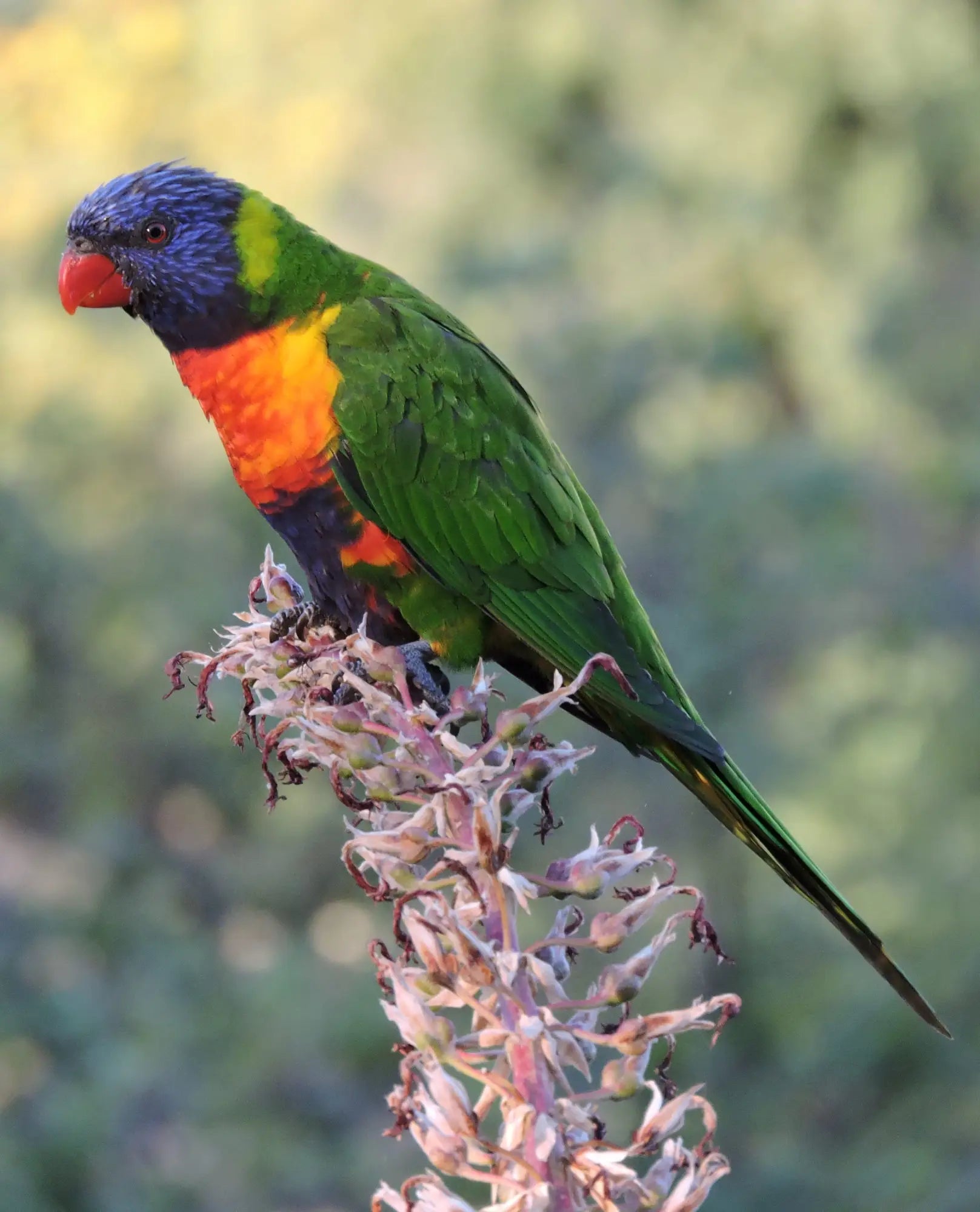 Guide complet pour prendre soin d'un loriquet – Univers du perroquet