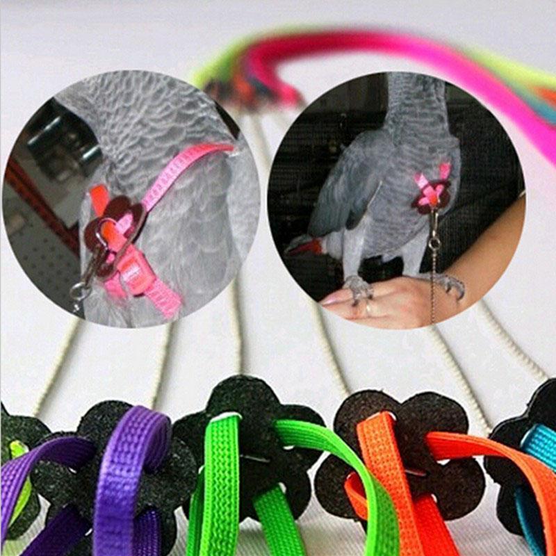 Harnais aviator petit pour perroquet & Univers-du-perroquet